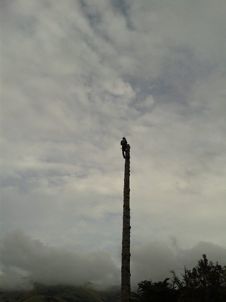 Gallery | Qualified Canterbury Arborists | Total Trees