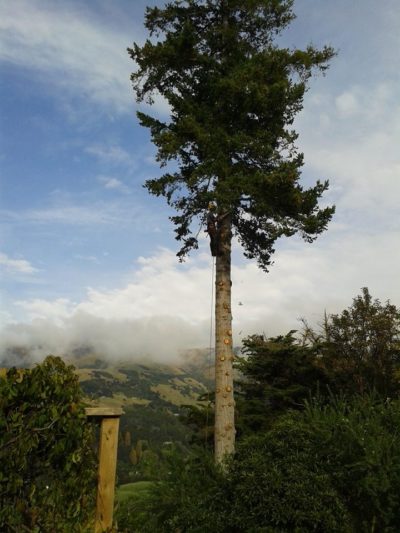 Total Trees | Arborists and Tree Services Christchurch & Canterbury