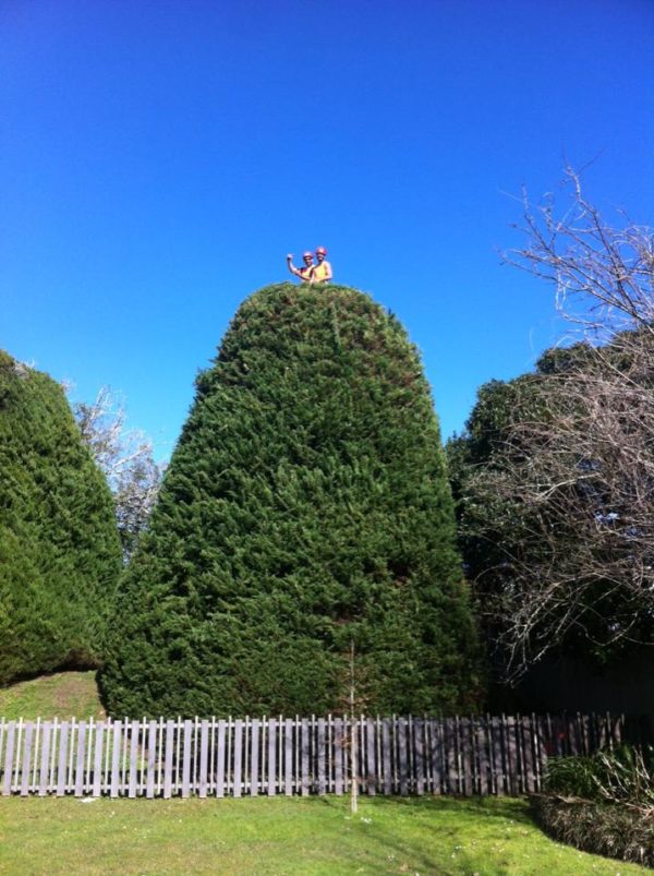 Total Trees | Arborists and Tree Services Christchurch & Canterbury