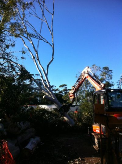 Total Trees | Arborists and Tree Services Christchurch & Canterbury