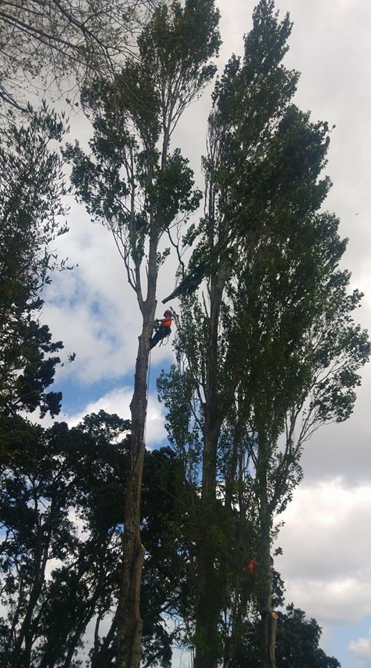 Gallery | Qualified Canterbury Arborists | Total Trees