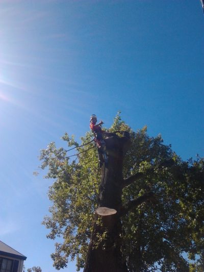 Total Trees | Arborists and Tree Services Christchurch & Canterbury