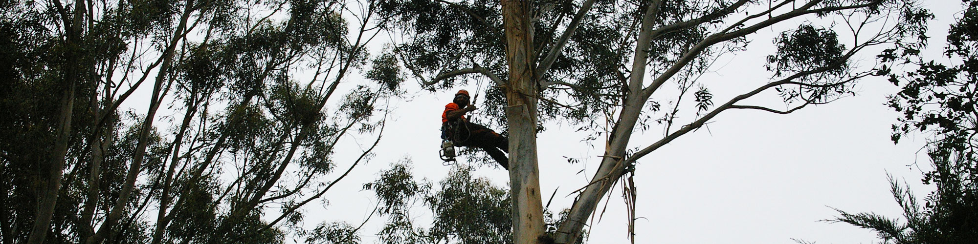 Total Trees - Arborists and Tree Services Christchurch & Canterbury
