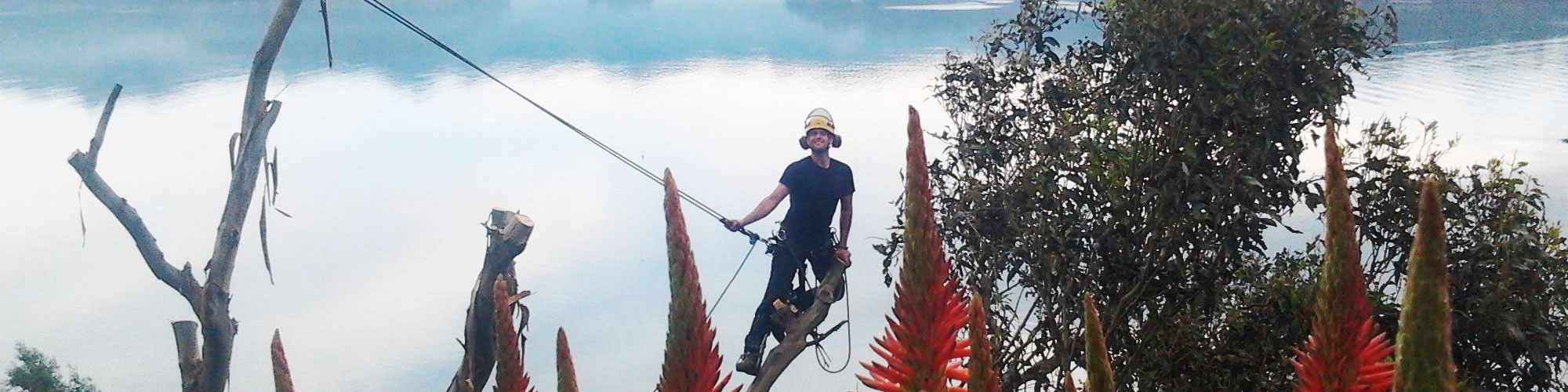 Total Trees - Arborists and Tree Services Christchurch & Canterbury