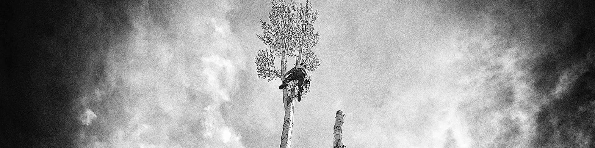 Total Trees - Arborists and Tree Services Christchurch & Canterbury