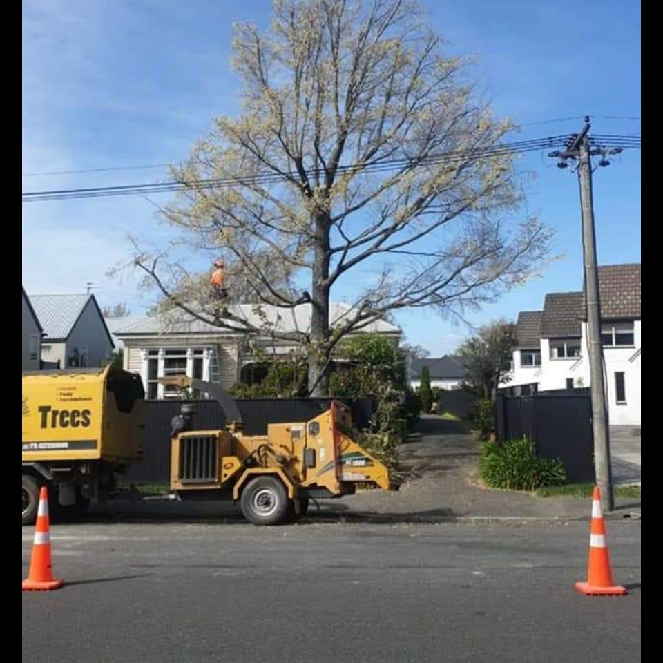 Total Trees | Arborists and Tree Services Christchurch & Canterbury